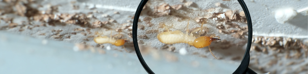 Anai-Anai? Cara Mengatasi Masalah Serangga Perosak Di Rumah